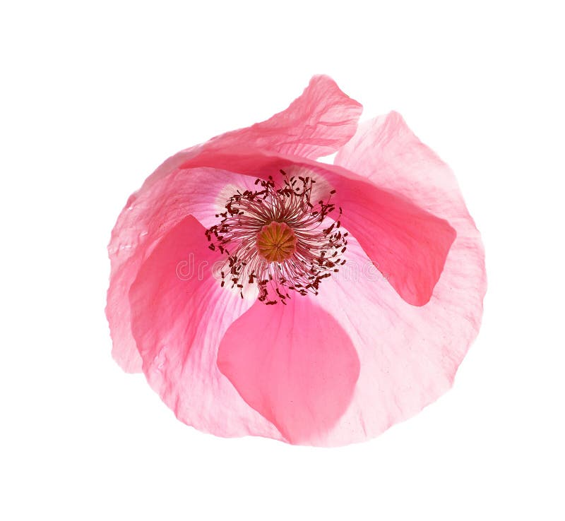 Opium Poppy Papaver Somniferum on Isolated White Background. Selective ...