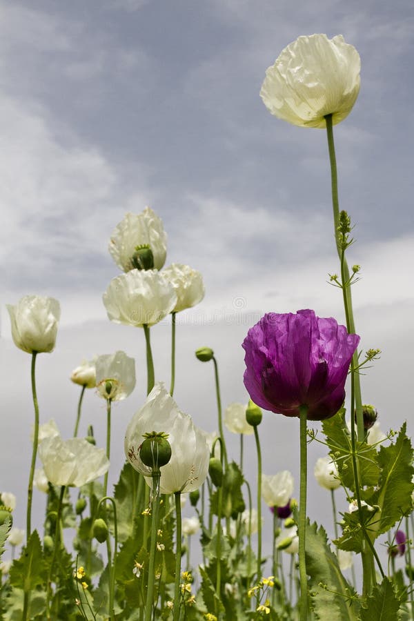 Opium poppies stock photo. Image of field, herb, head - 189249946