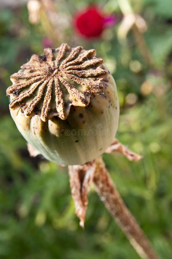 Dry opium plant stock image. Image of detail, opium, herbal - 21354949