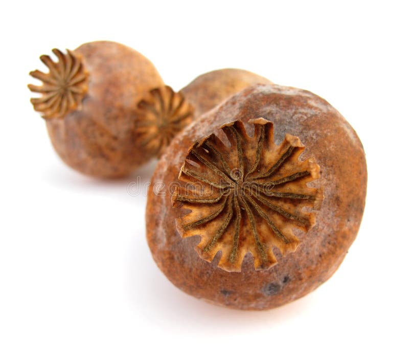 Opium poppy stock photo. Image of studio, horizontal - 10396620