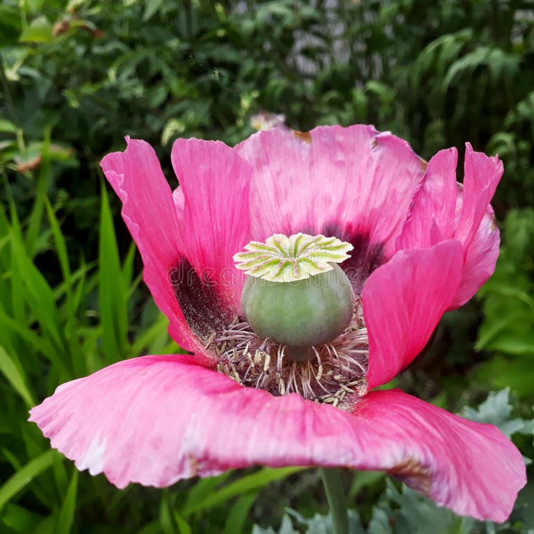 Pink Petal Opium Poppy 01 stock photo. Image of pink - 203527986
