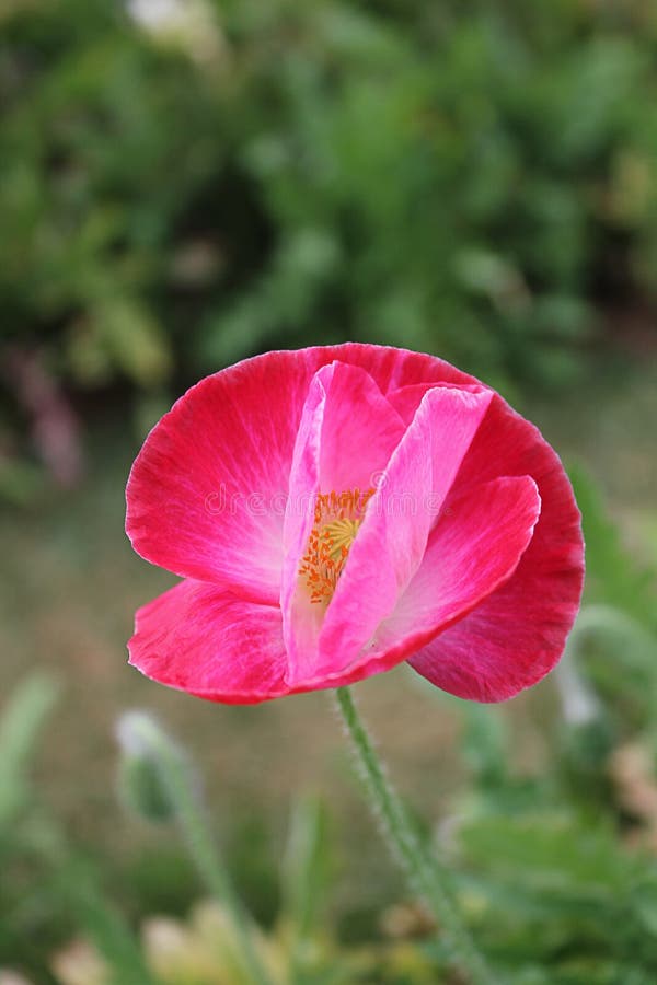 Opium poppy. stock photo. Image of grow, opium, fresh - 47114318