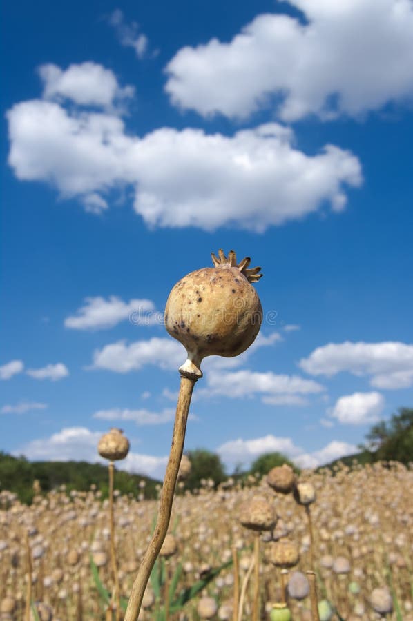 Opium Poppy Dried Capsules stock photo. Image of single - 16210762