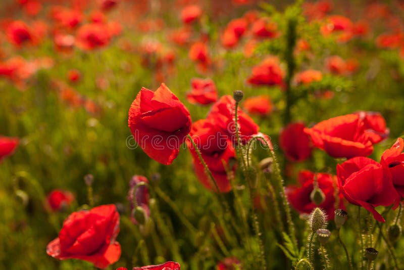 Opium poppy stock photo. Image of field, open, plants - 41976160