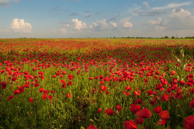 Opium poppy stock image. Image of macro, flourishing - 41976173