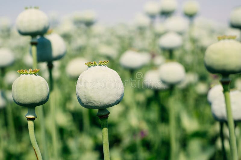 Opium poppy field stock image. Image of flower, beautiful - 72528047