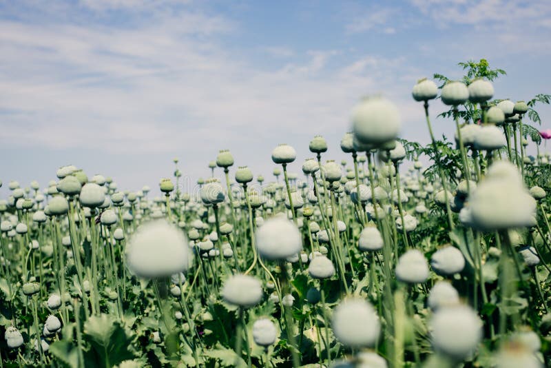 Opium poppy field stock image. Image of close, afghanistan - 72528347
