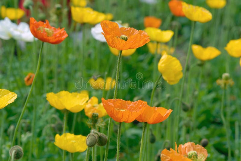 Opium poppy flower stock image. Image of cure, florist - 5166163
