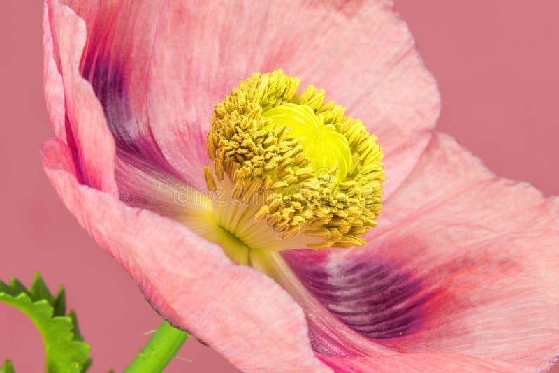 Opium poppy flower stock photo. Image of head, floral - 94229812