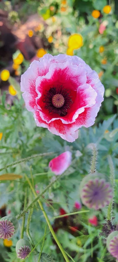 Opium poppy flower stock photo. Image of opium, tulip - 270587324