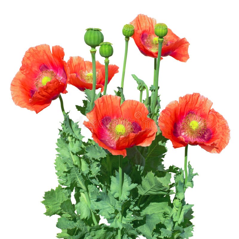 Opium Poppy. the Papaver Somniferum. Stock Image - Image of capsule ...