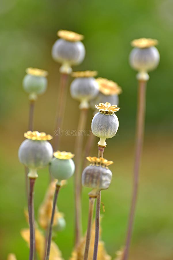 Opium poppy stock image. Image of milk, head, opiate - 42269077
