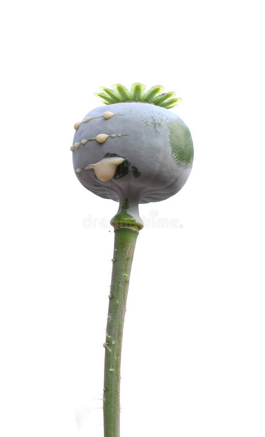 14,245 Opium Background Stock Photos - Free & Royalty-Free Stock Photos ...