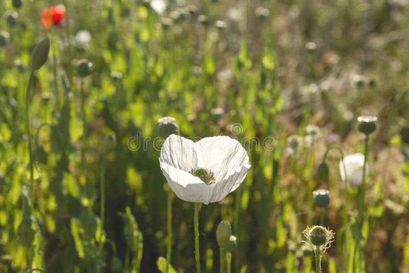 Opium Poppy White Wild Flower Stock Photo - Image of cultive, buds ...