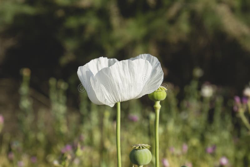 Opium Poppy White Wild Flower Stock Photo - Image of cultive, buds ...