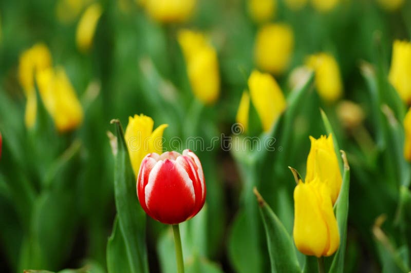 Opvallende rood-witte tulp stock afbeelding. Image of diversiteit - 4397331