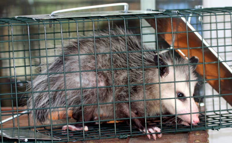 Oposy zdjęć stockowych - bezpłatne i z licencją Royalty Free od Dreamstime