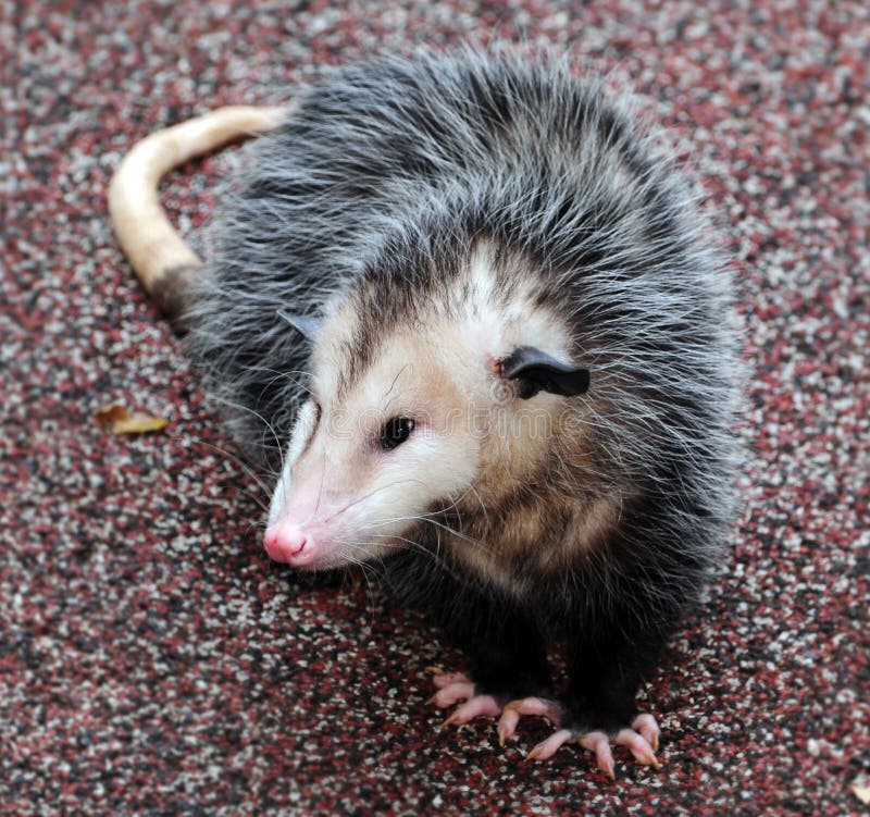 Opos obraz stock. Obraz złożonej z warmint, torbacze, pozerowy - 8984437