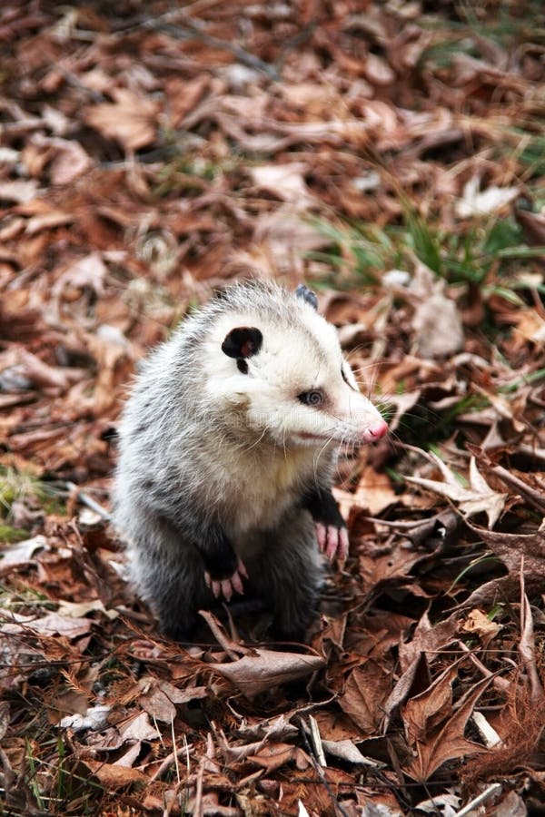 1,104 Opos zdjęć stockowych - bezpłatne i z licencją Royalty Free od ...