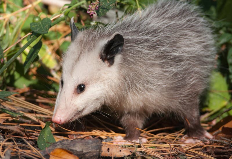 Opos obraz stock. Obraz złożonej z gatunki, varmint, opos - 8984437
