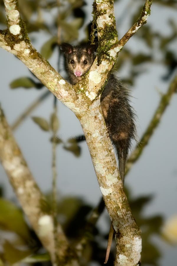 Virginia Opossum Clinging To Tree Stock Image - Image of opossum ...