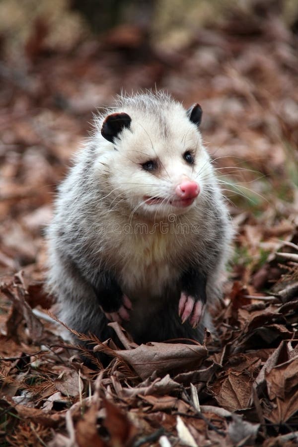 Opossum stock image. Image of furry, nature, whiskers - 12846607