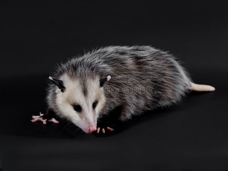 Virginia Opossum at Night stock image. Image of nighttime - 44037671