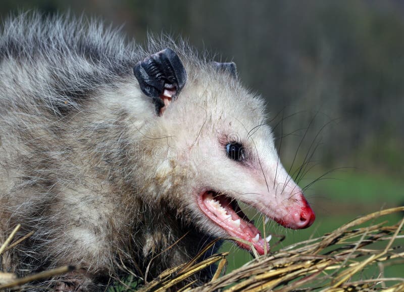 Opossum stock image. Image of wildlife, opossums, possums - 8984437