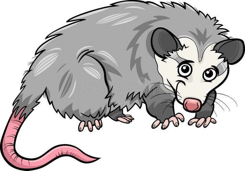 Opossum Stock Illustrations – 2,853 Opossum Stock Illustrations ...