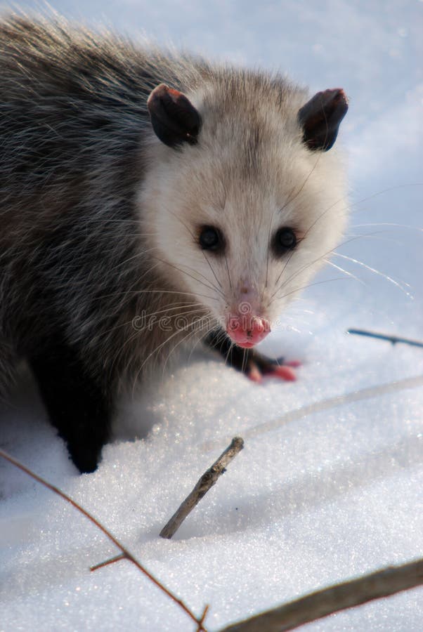 Opossum in snow stock image. Image of stepping, face, nose - 3813361