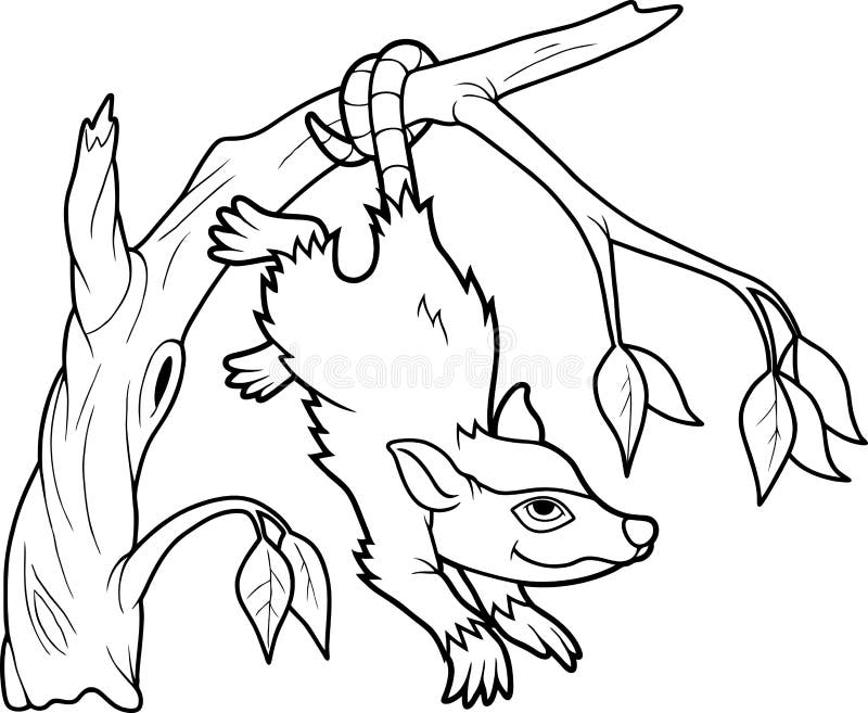 Opossum Hanging on the Tree Stock Vector - Illustration of graphic ...