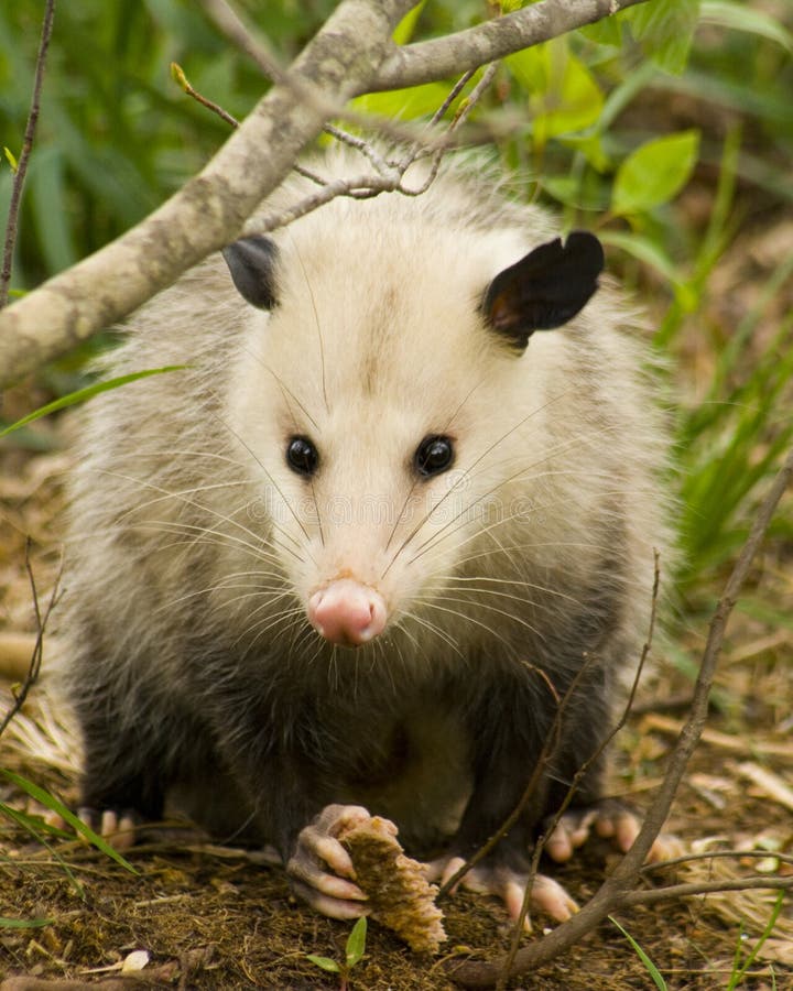 Opossum Didelphimorphia Geht Hinunter Klotz Mit Backful Von Joeys ...