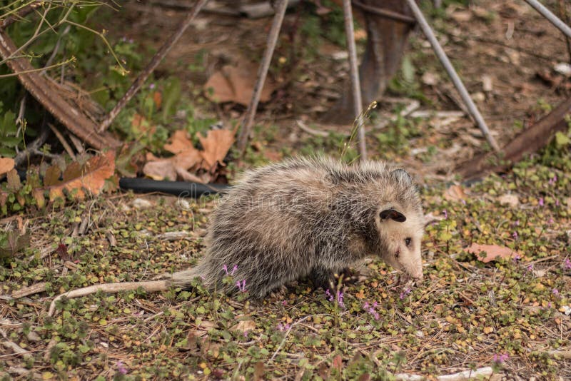 Opossum playing possum stock image. Image of prehensile - 25977113