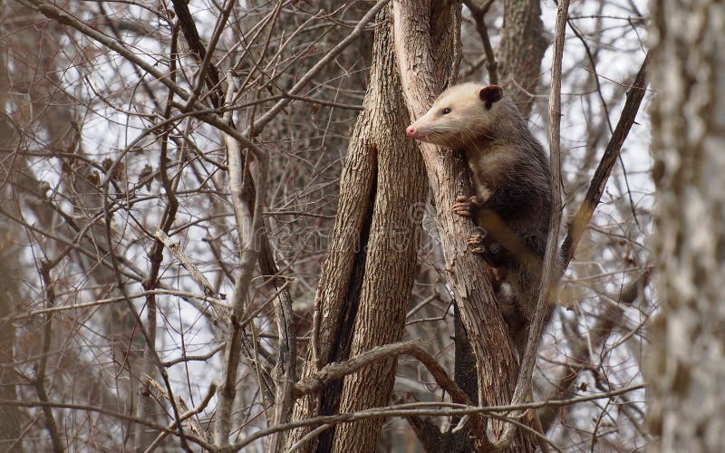 Opossum Rodent on a Tree Branch Stock Photo - Image of forest, opossum ...