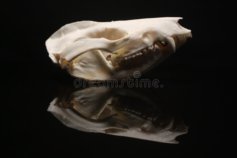 Opossum skull stock image. Image of head, bone, animal - 7952903