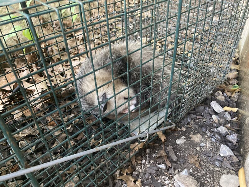 Opossum Sleeping in a Live Trap Stock Photo - Image of possum, backyard ...