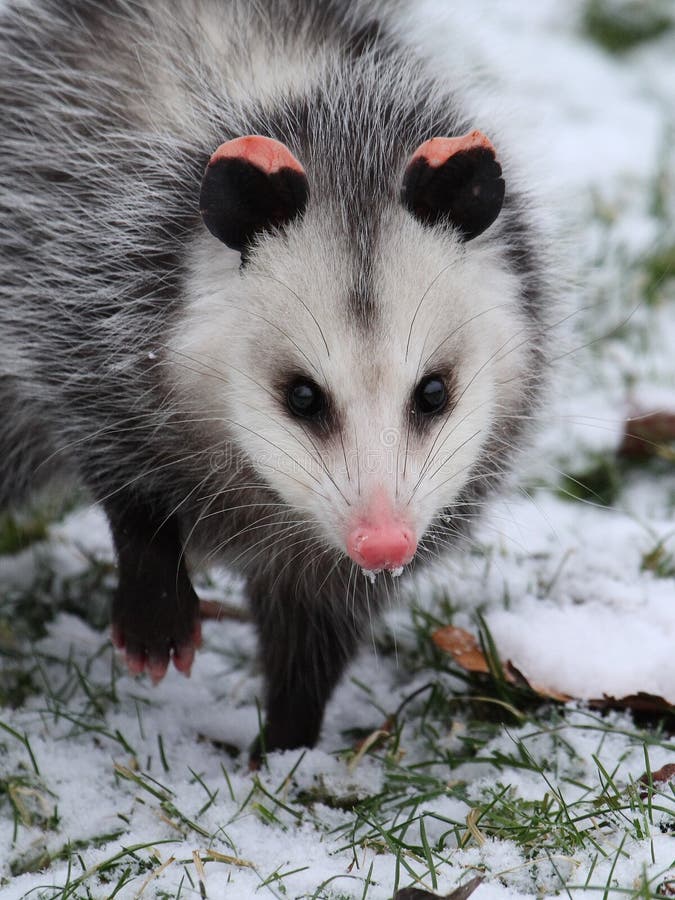 Opossum in snow stock image. Image of stepping, face, nose - 3813361