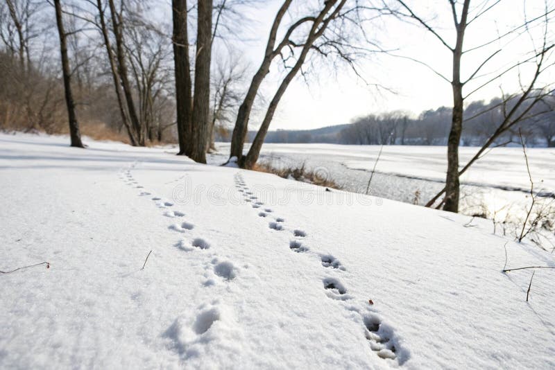 Opossum Tracks in Snow stock illustration. Illustration of snowcovered ...