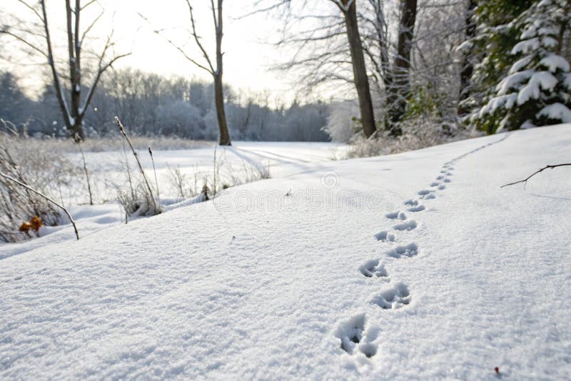 Opossum Tracks in Snow stock illustration. Illustration of landscape ...