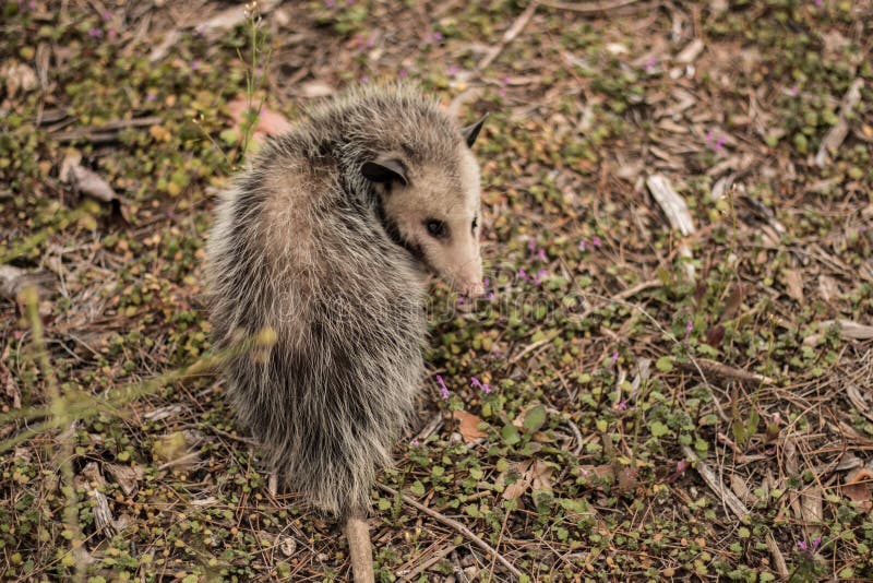 Opossum Looking Back stock photo. Image of wildlife - 229273890