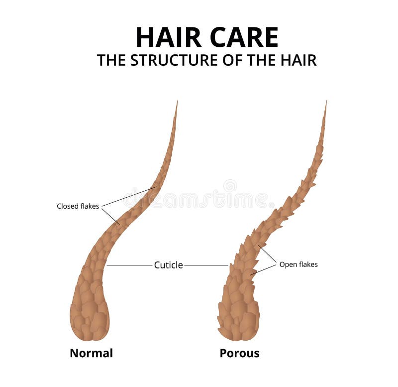 Opperhuid van haarclose-up vector illustratie. Illustration of anatomie ...