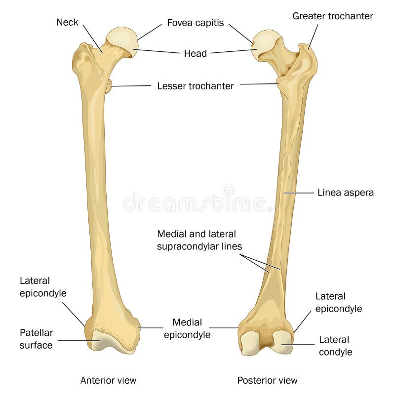 Oppervlakteanatomie Van Het Menselijke Dijbeen Stock Illustratie ...