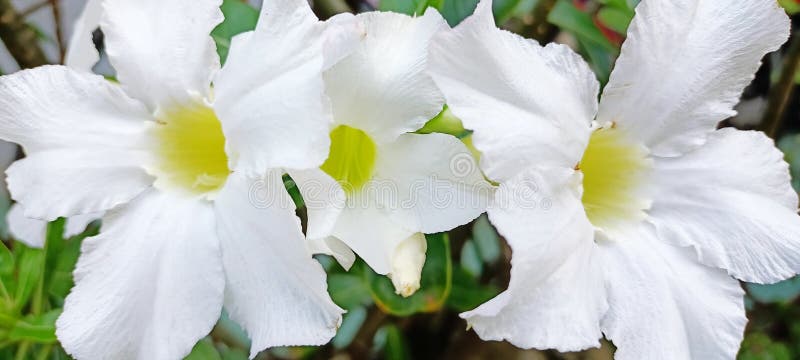 OPPO RENO 5 F Camera with a Capacity of 1020 Mp Stock Photo - Image of ...