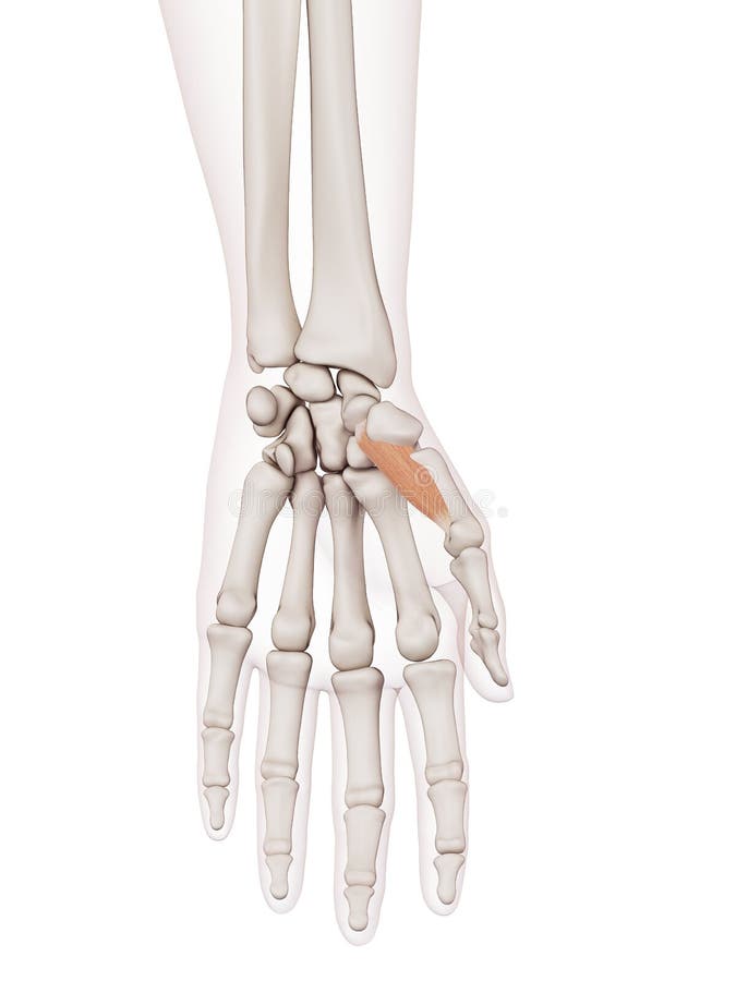 The opponens pollicis stock illustration. Illustration of opponens ...