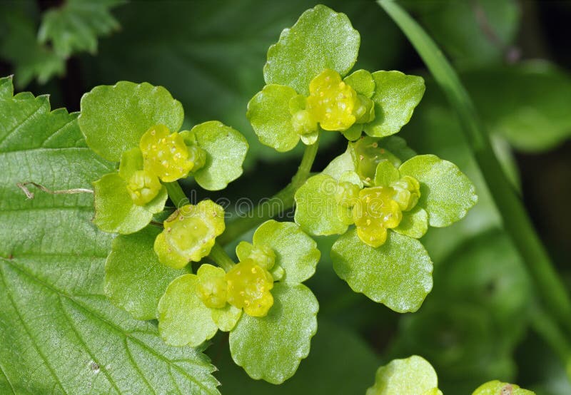 Opposite-leaved Golden-saxifrage Stock Photo - Image of green ...