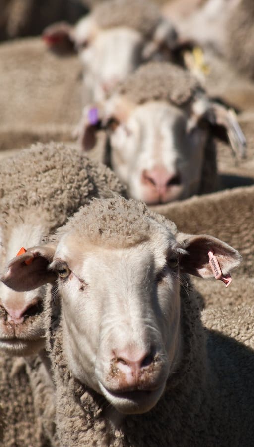 Opstelling van Schapen stock foto. Image of groep, zacht - 14428062