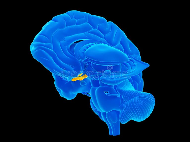 The optic chiasm stock illustration. Illustration of anatomy - 57843836