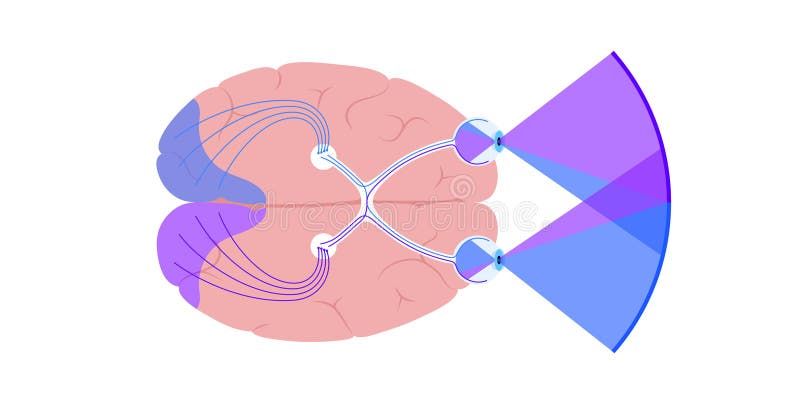 Optic Nerve Anatomy Stock Illustration Illustration Of Hypothalamus 324416973