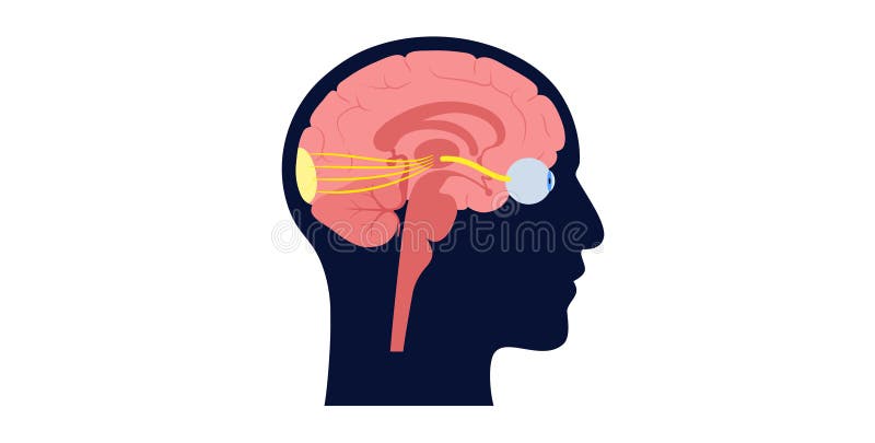 Optic Nerve Anatomy Stock Vector Illustration Of Olfactory 326058522