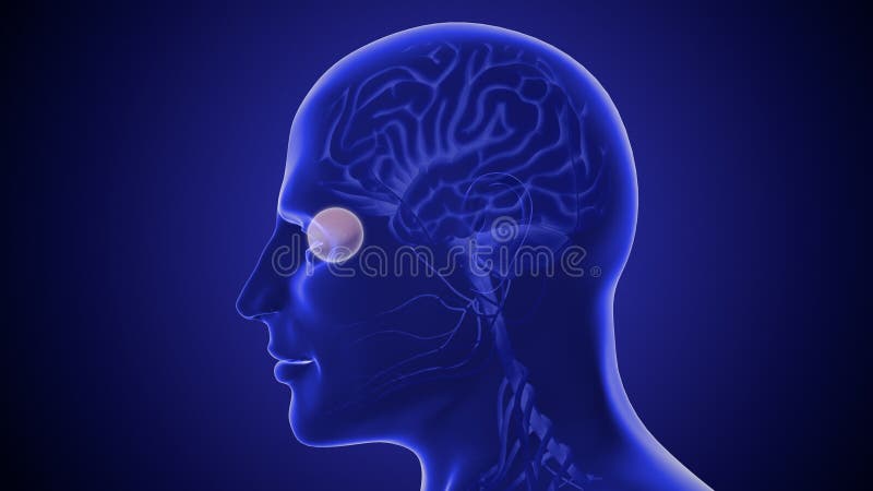 The Optic Nerve and Its Visual Link To the Brain 3D Illustration Stock ...